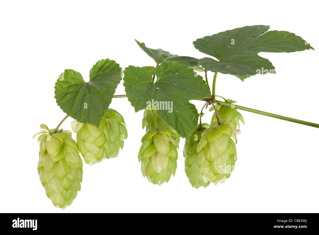 Hop stem hi-res stock photography and images - Alamy
