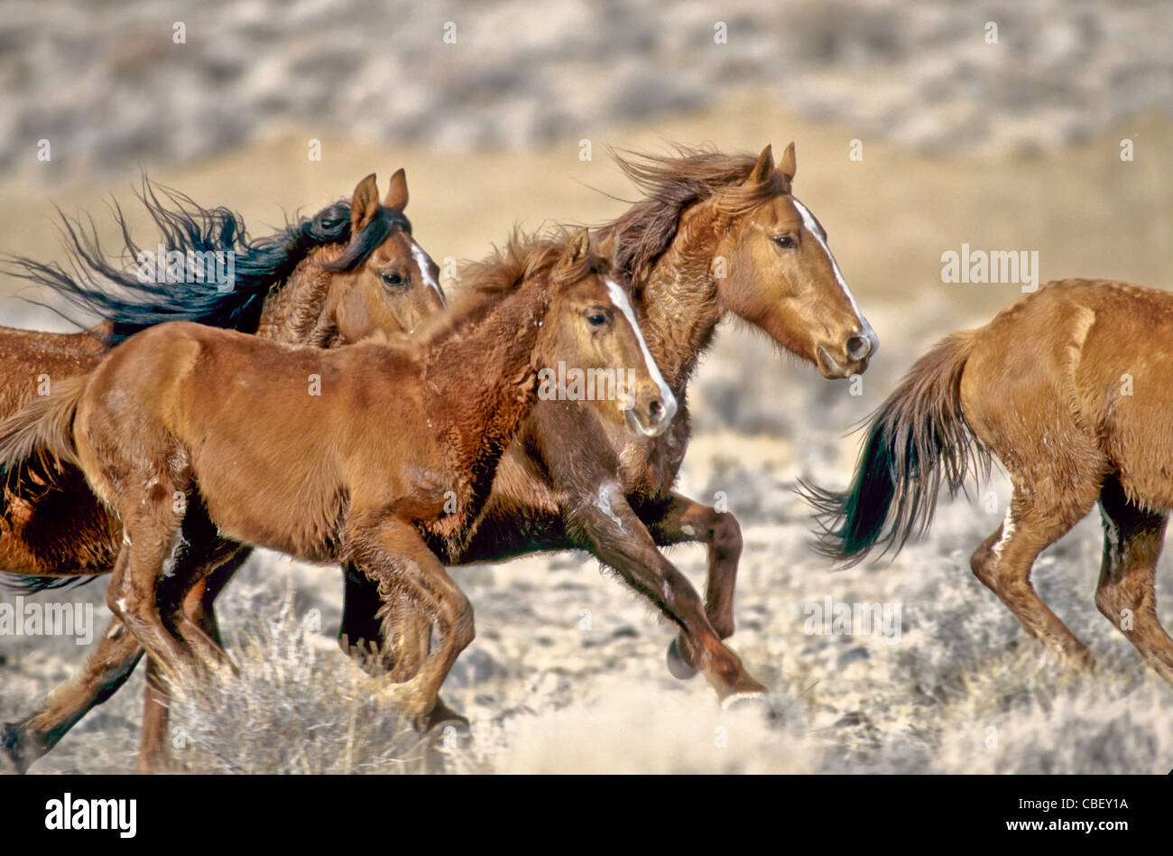 Wild Horses Running Free Stock Photos & Wild Horses Running Free Stock ...