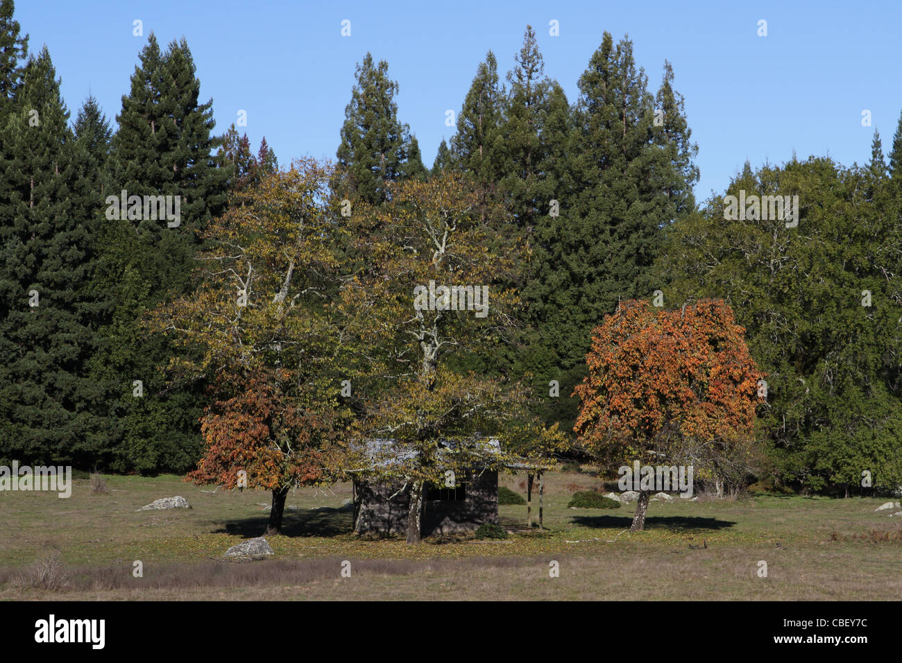 Hillbilly shack hi-res stock photography and images - Alamy