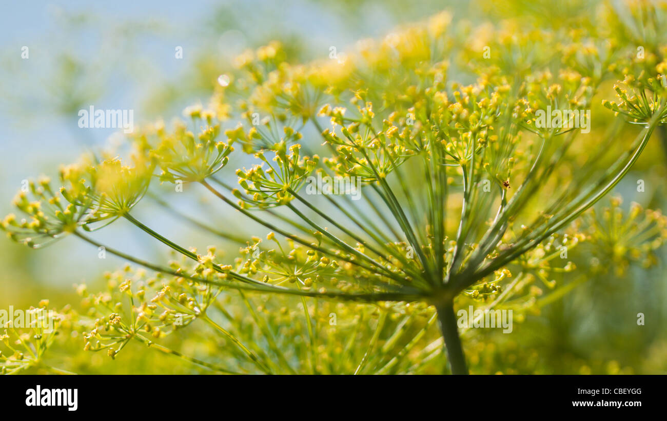 This herb resembles a finer, more delicate fern with leaves that are ...