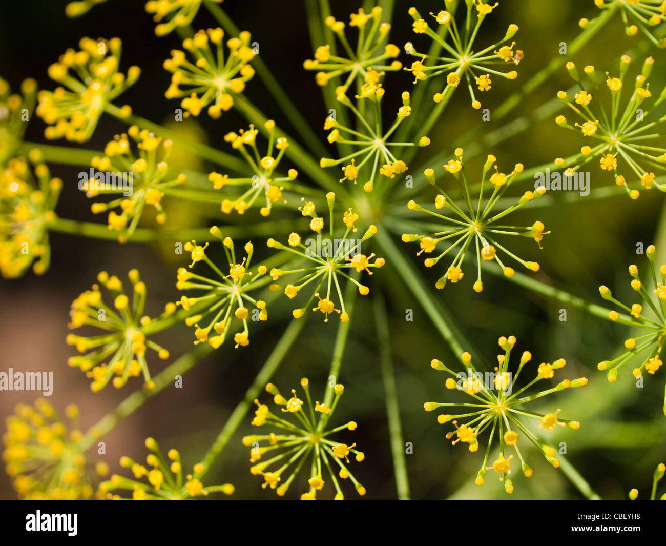 This herb resembles a finer, more delicate fern with leaves that are ...