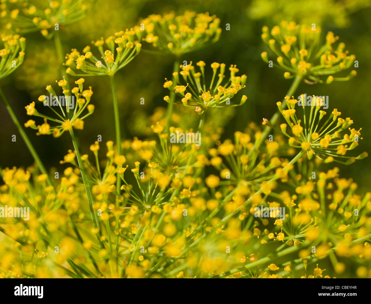 This herb resembles a finer, more delicate fern with leaves that are ...