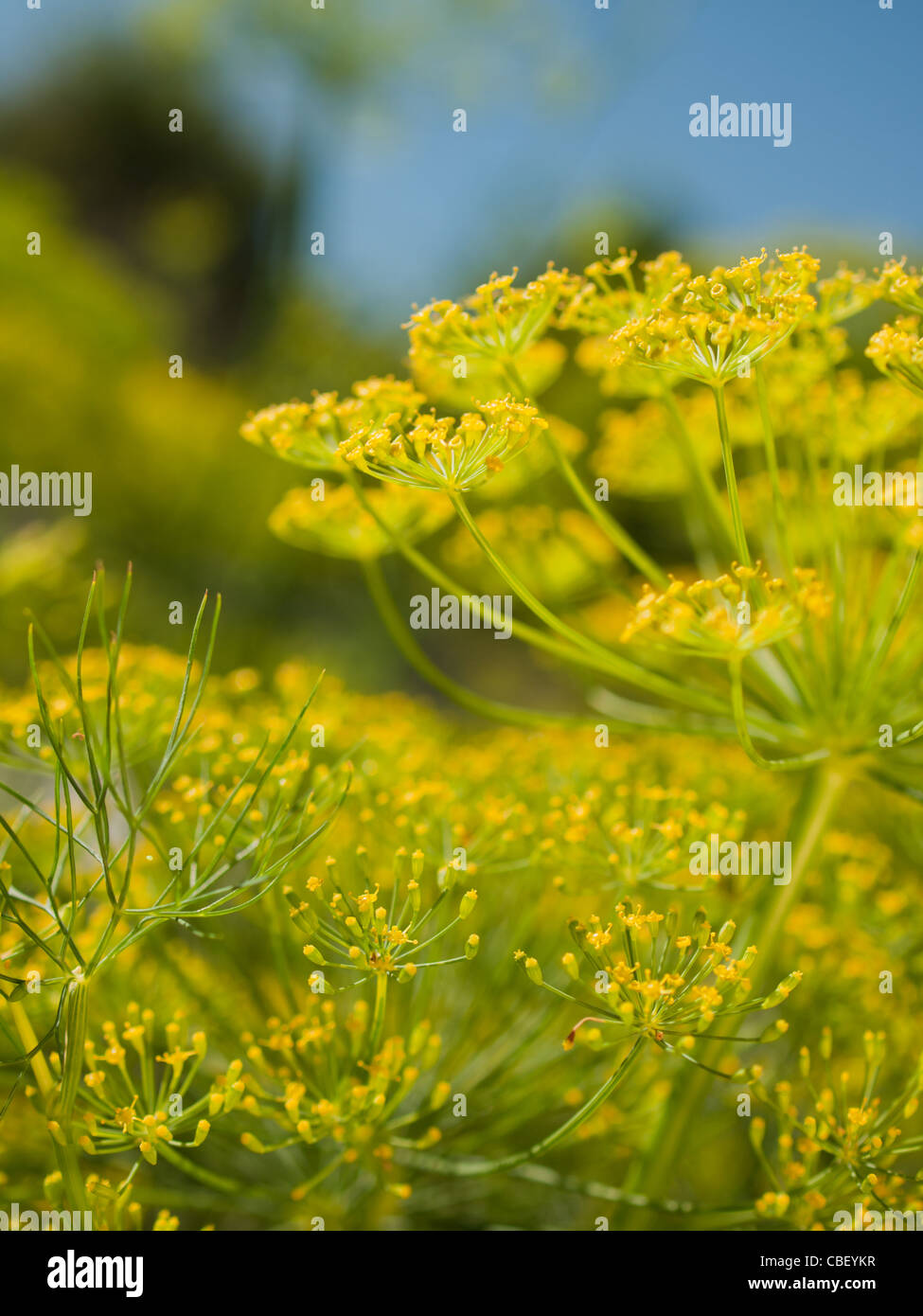 This herb resembles a finer, more delicate fern with leaves that are ...