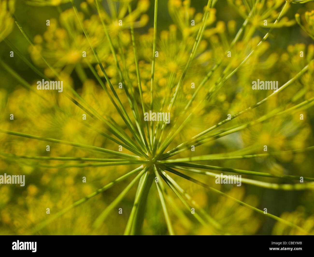 This herb resembles a finer, more delicate fern with leaves that are ...