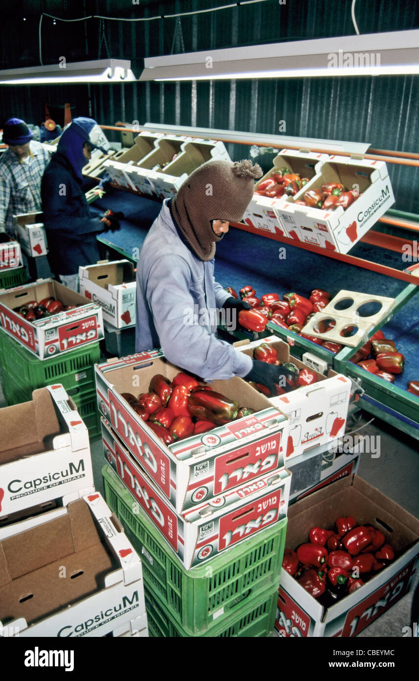 Workers sort & packing red peppers Stock Photo - Alamy