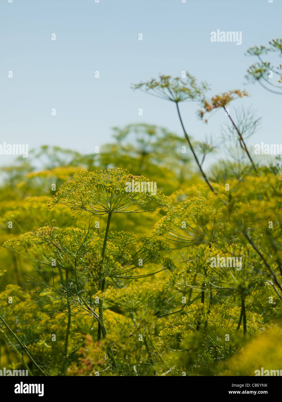 This herb resembles a finer, more delicate fern with leaves that are ...