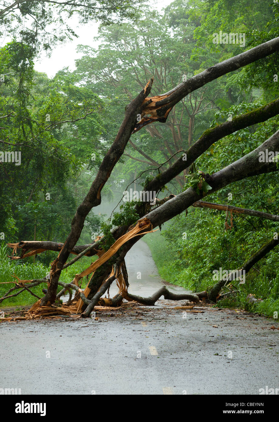 Angola tree hi-res stock photography and images - Alamy