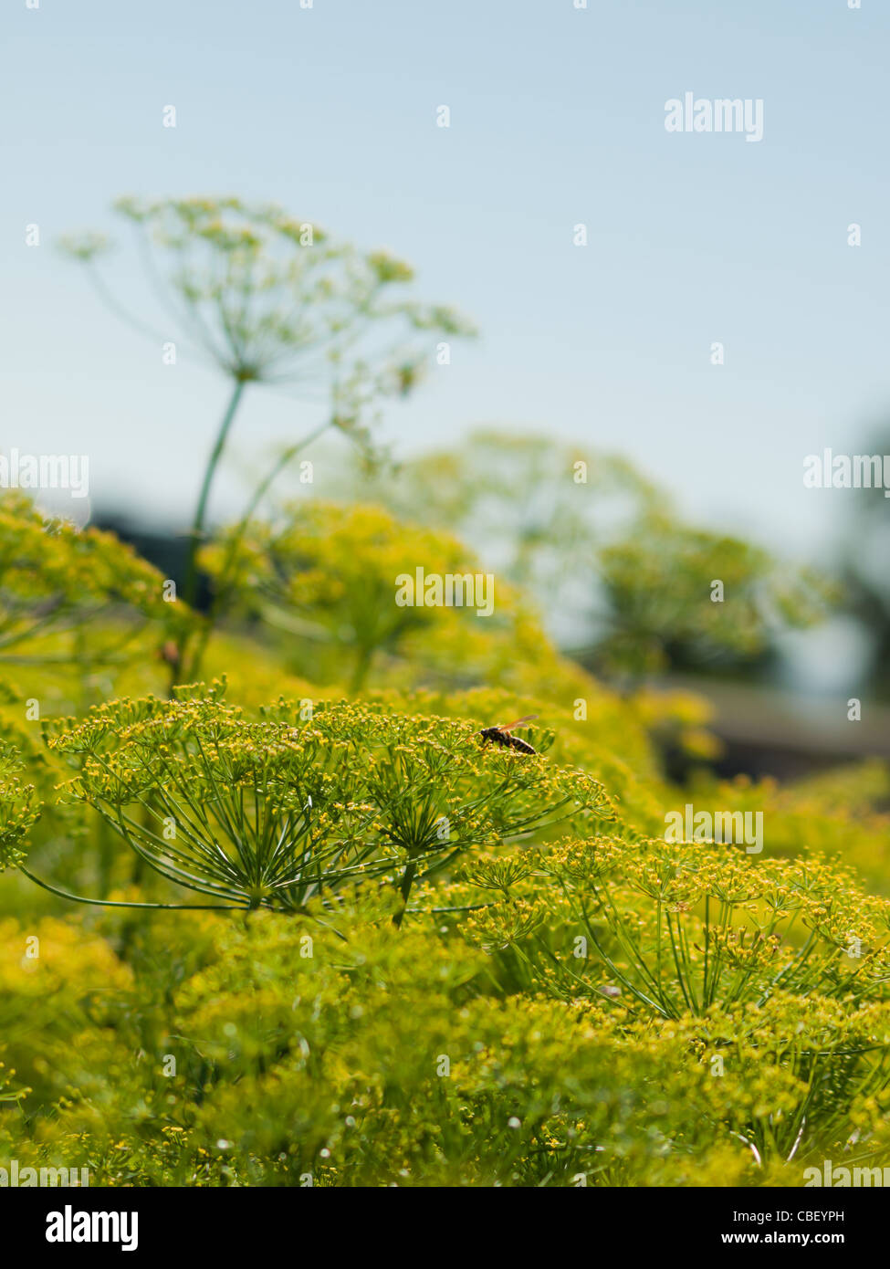 This herb resembles a finer, more delicate fern with leaves that are ...