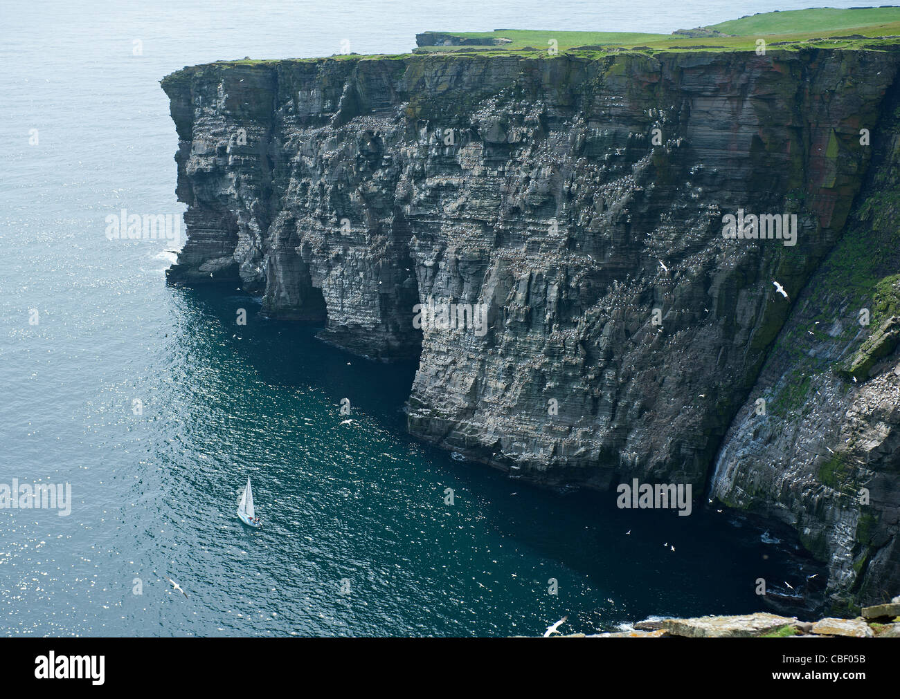 The awesome sheer cliffs of the noupe of Noss, Shetland a major Gannet ...
