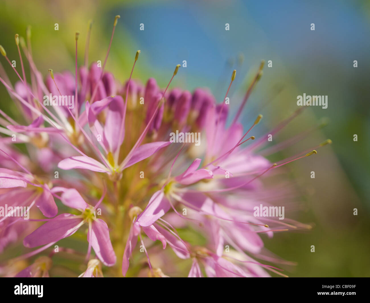 Cleome Purple Queen, Spider flower. Close up of the purple flower Stock ...
