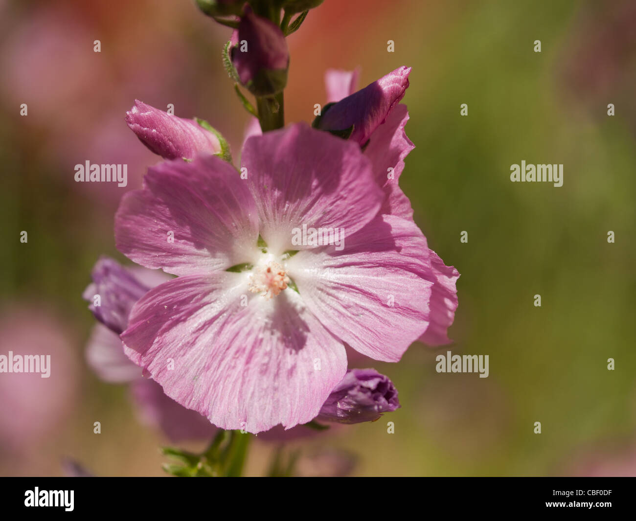 Alcea species hi-res stock photography and images - Alamy