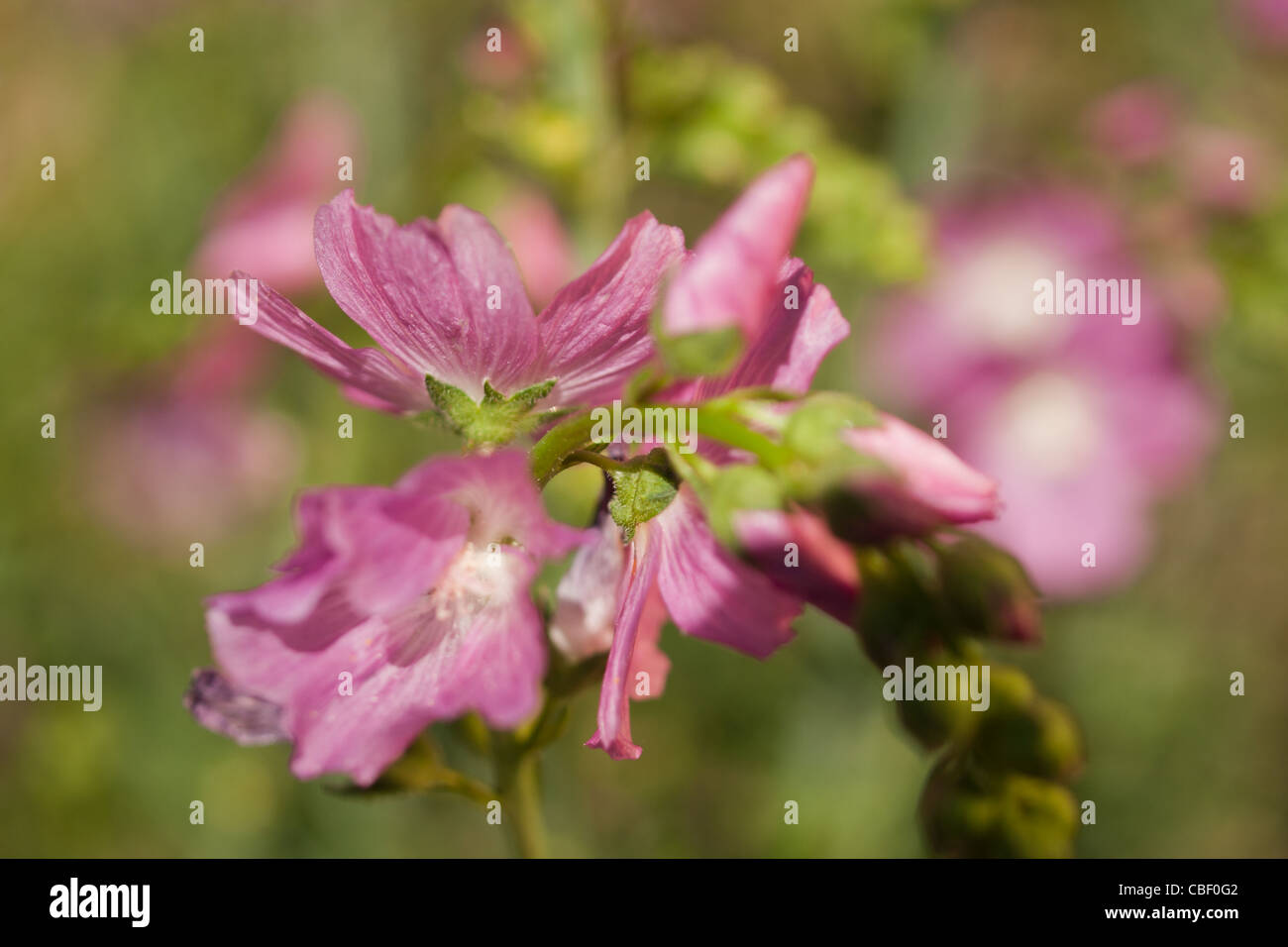 Close up of Hollyhock (Alcea species) flower Stock Photo - Alamy