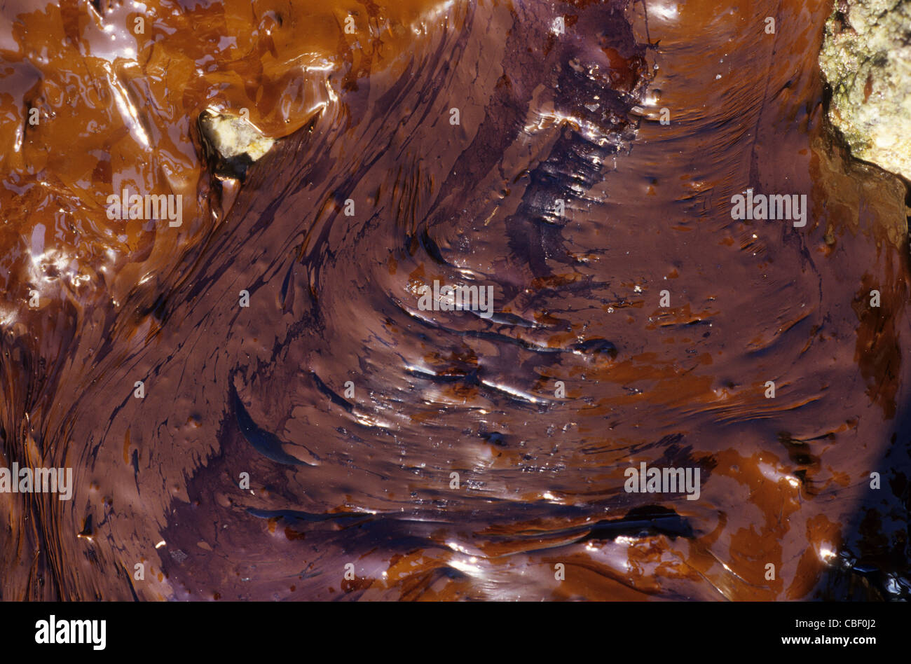 Oil in rock pool from Sea Empress oil tanker that ran aground ...