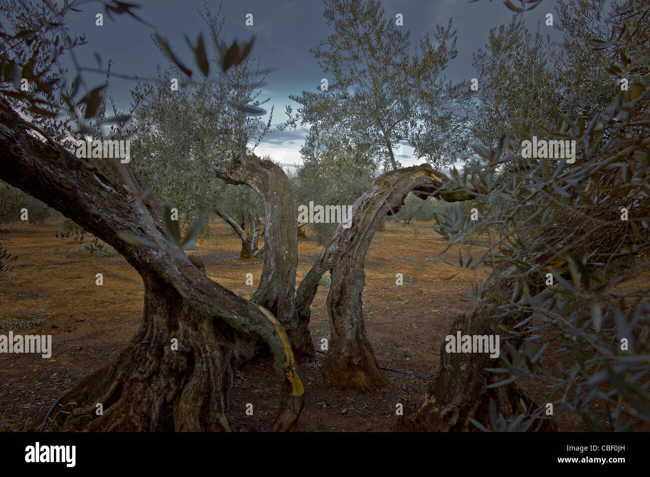 Cordoba Andalusian in the footsteps of Seneca, Olive Orchard in ...