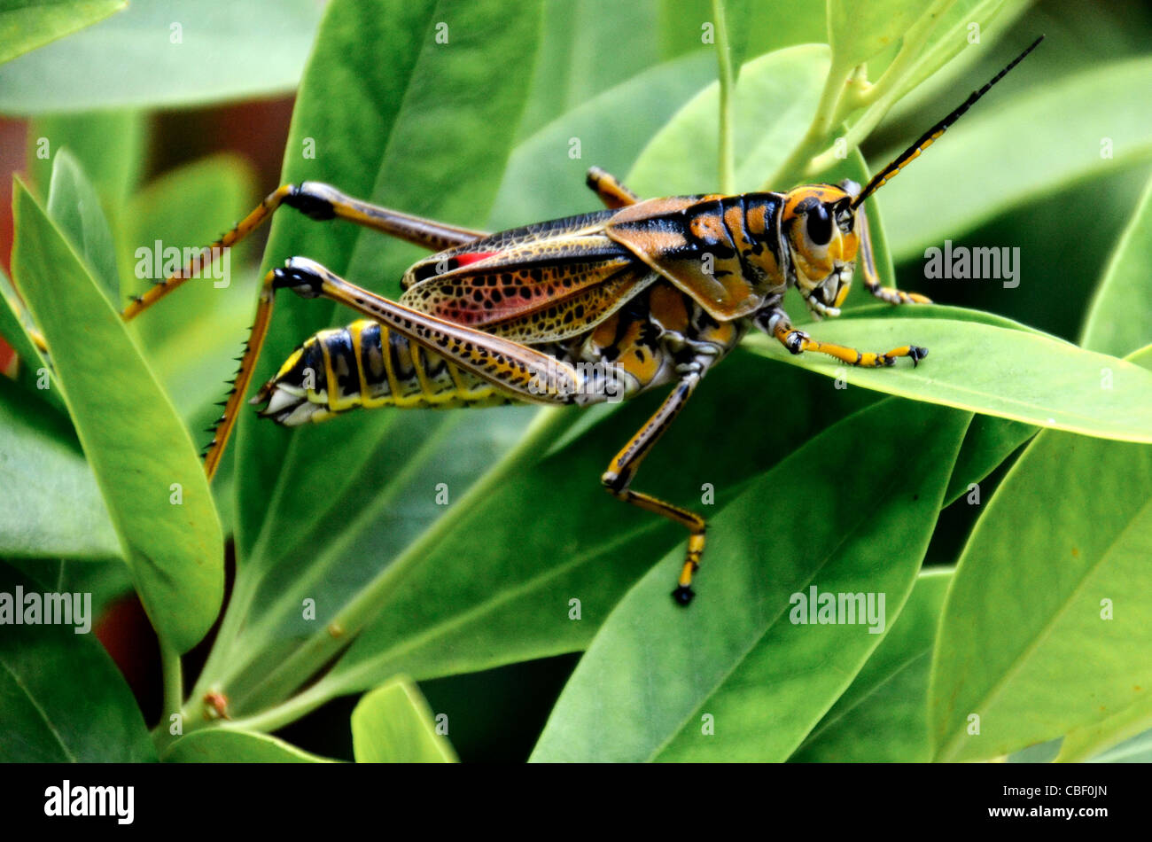 Autubon birds of prey bug grasshopper wildlife insect hi-res stock ...