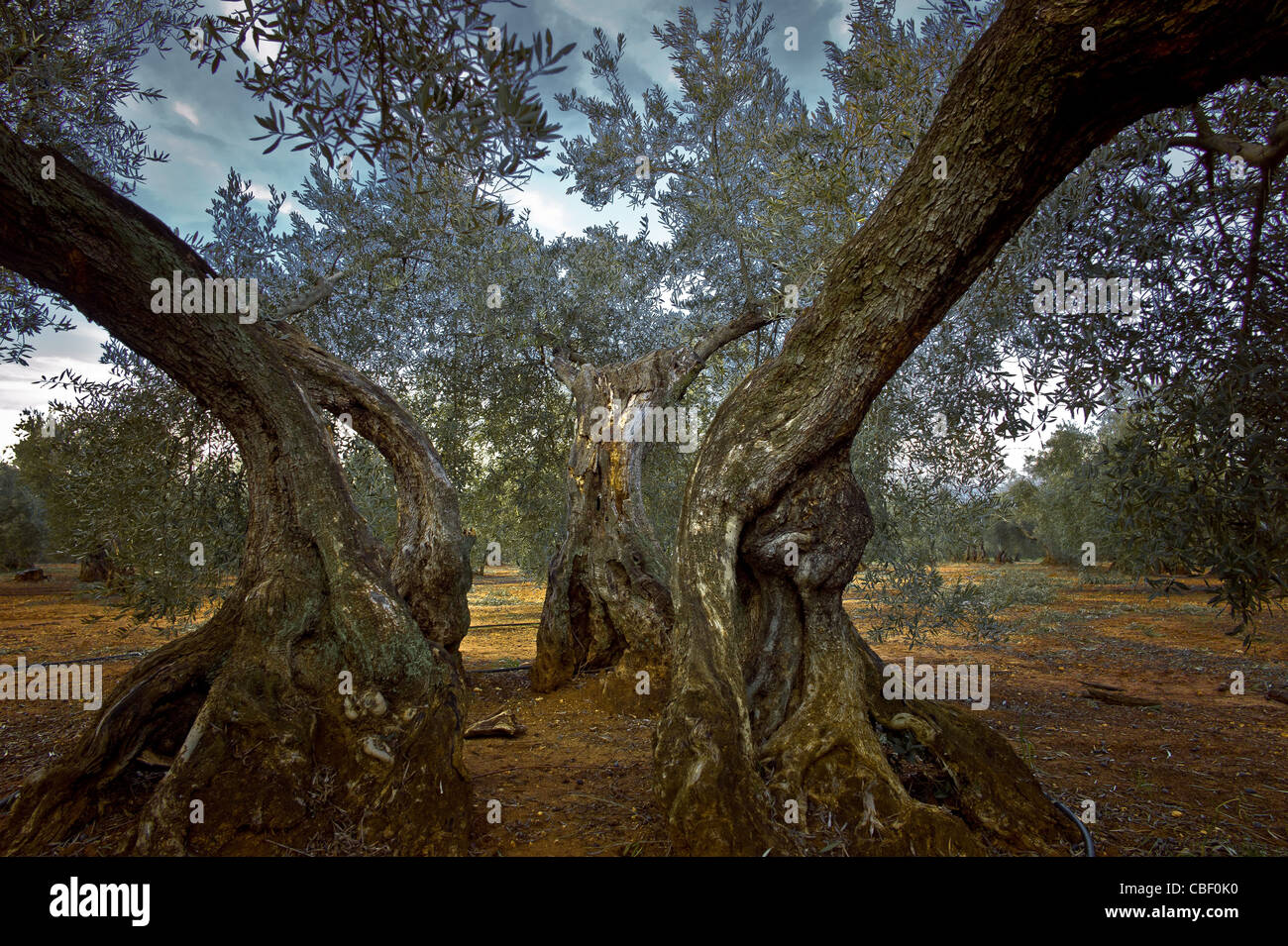 Cordoba Andalusian in the footsteps of Seneca Olive tree The Tree and ...