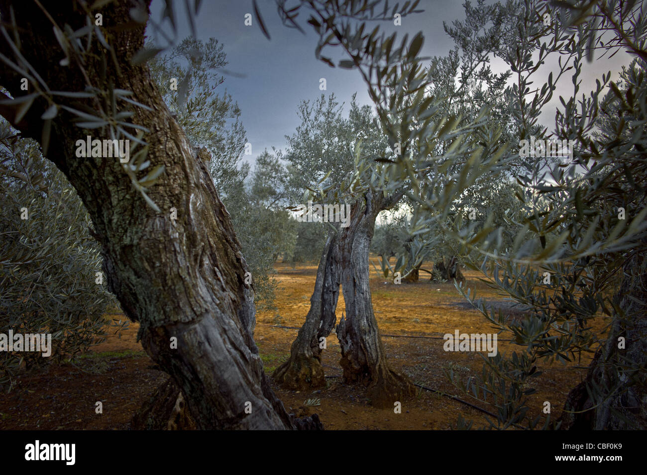 Cordoba Andalusian in the footsteps of Seneca Olive tree The Tree and ...