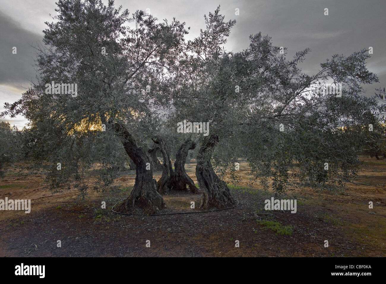 Cordoba Andalusian in the footsteps of Seneca Olive tree The Tree and ...