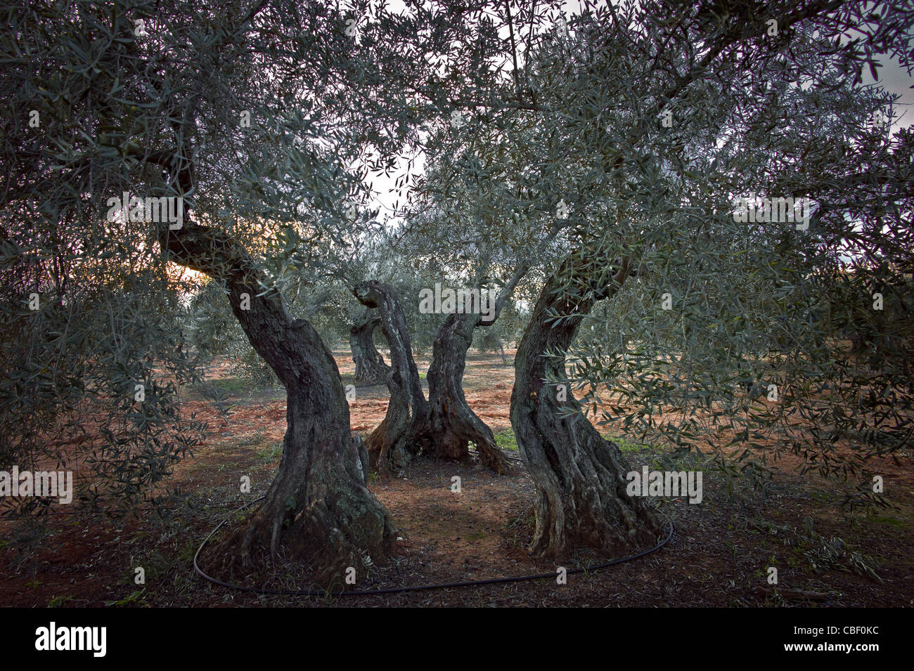 Cordoba Andalusian in the footsteps of Seneca Olive tree The Tree and ...