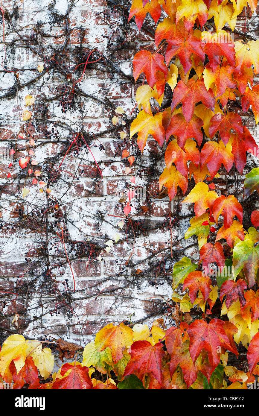 Ivy leaves with autumn colors on a wall Stock Photo - Alamy