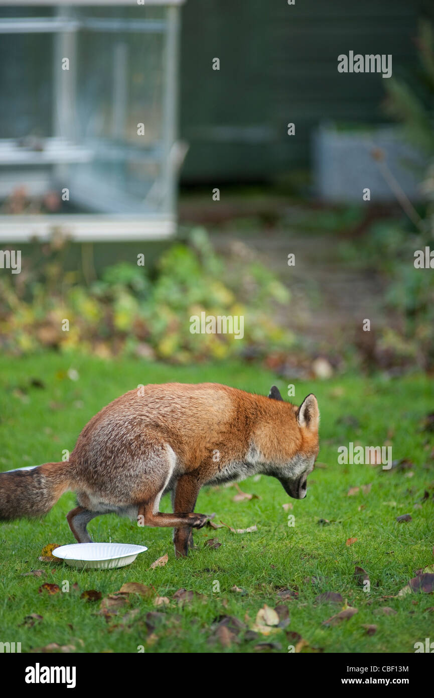 Red fox leaving its scent marking on its territorial boundary after ...