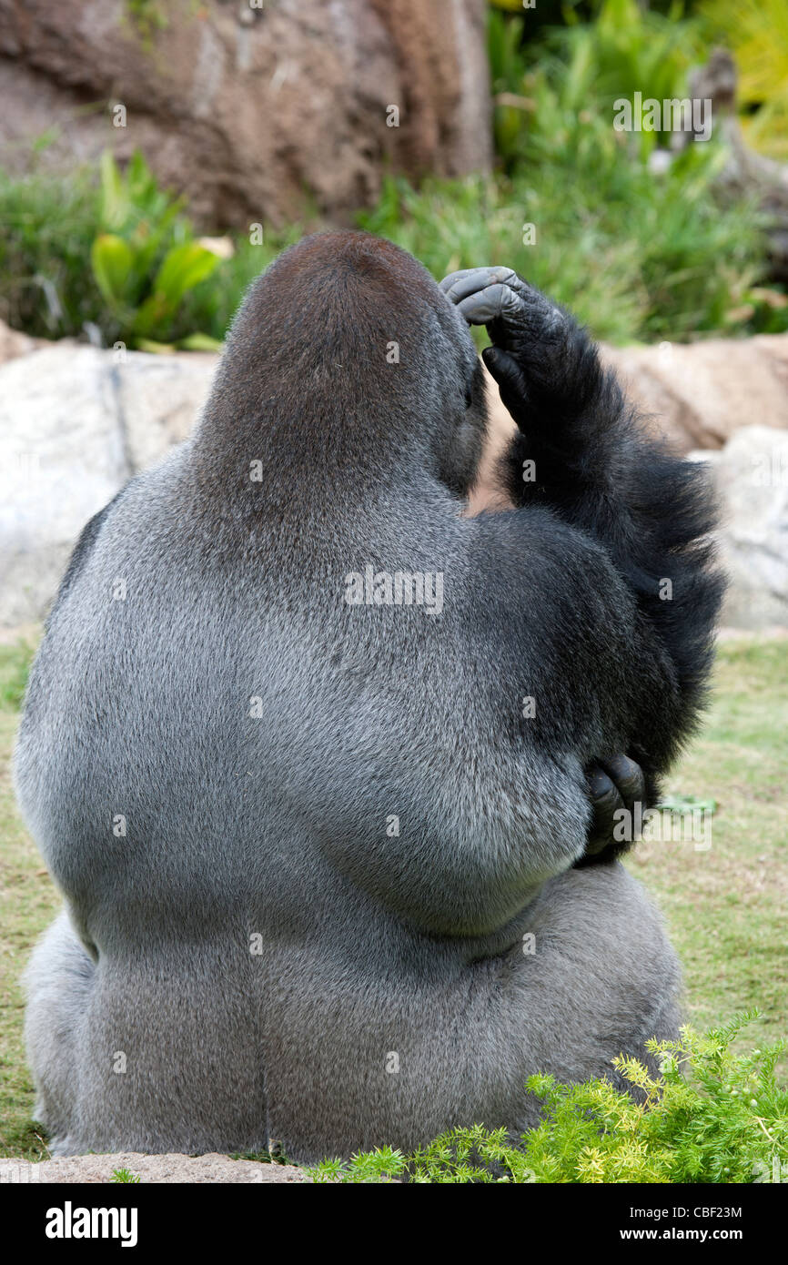 Gorilla scratching head hi-res stock photography and images - Alamy