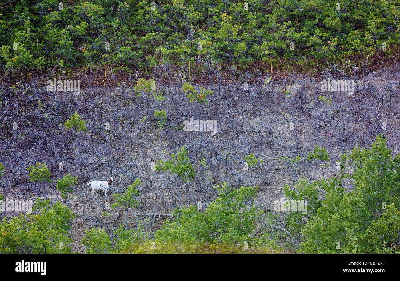 A domestic goat enclosed in a Gambel oak forest, part of a wildfire ...