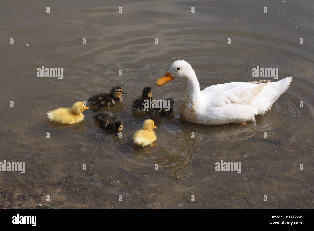 Mother Duck With Ducklings High Resolution Stock Photography and Images ...