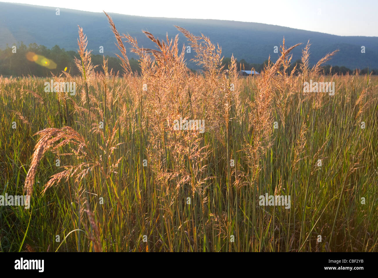 Switchgrass hi-res stock photography and images - Alamy
