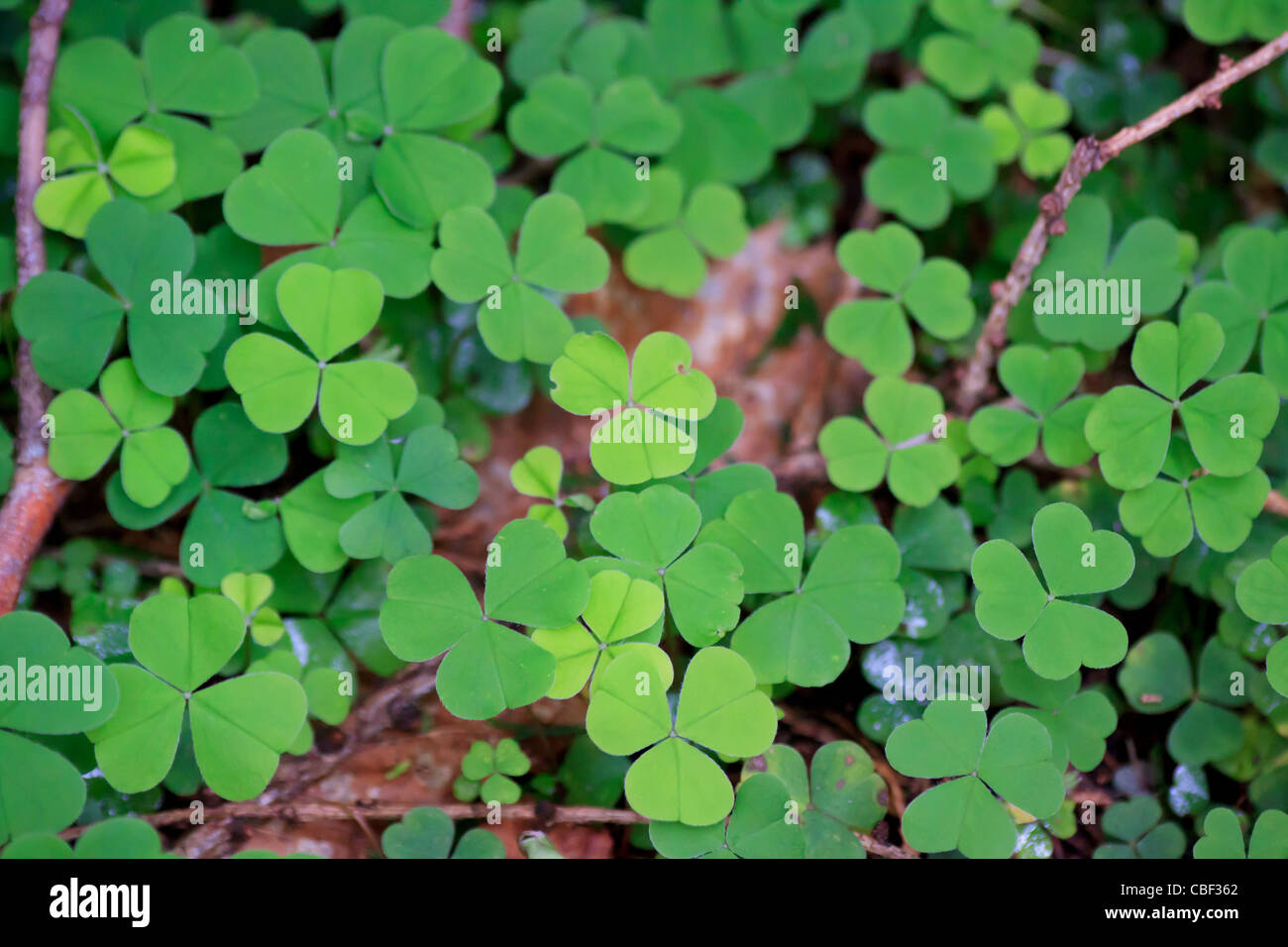 Bed of clover hi-res stock photography and images - Alamy