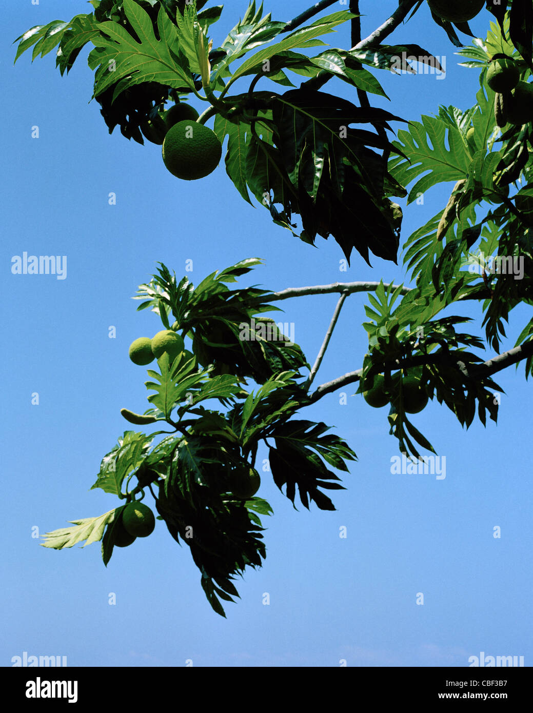 Breadfruit ulu hi-res stock photography and images - Alamy