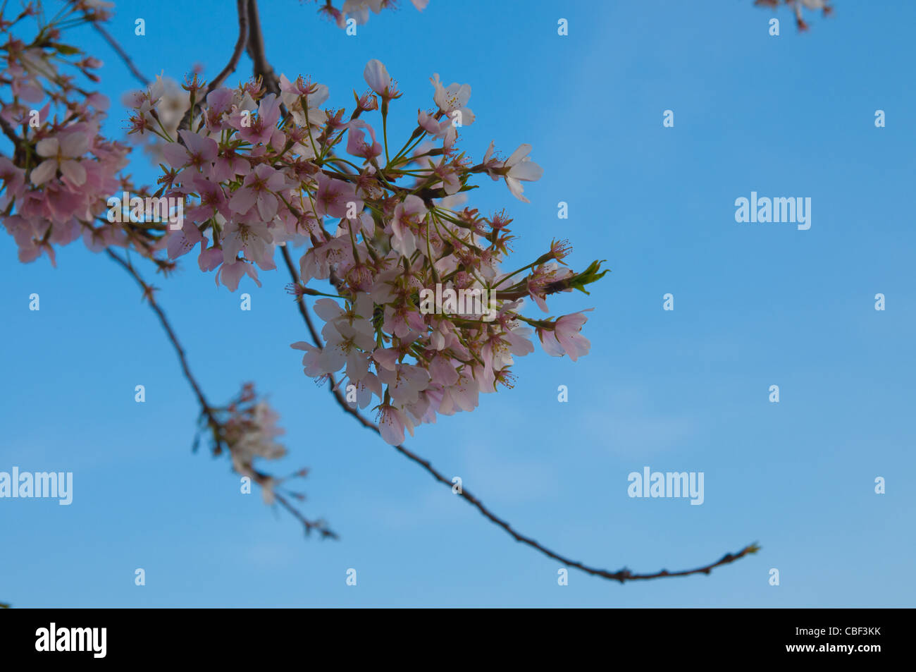 Tree branch with cherry blossom Stock Photo - Alamy