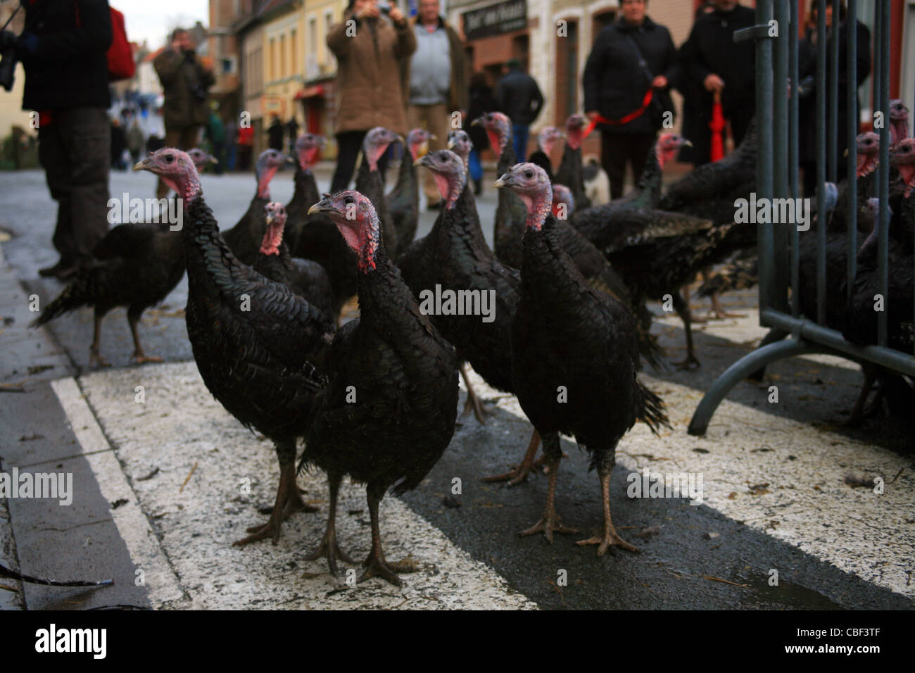 Fête de la dinde de licques , france hi-res stock photography and ...