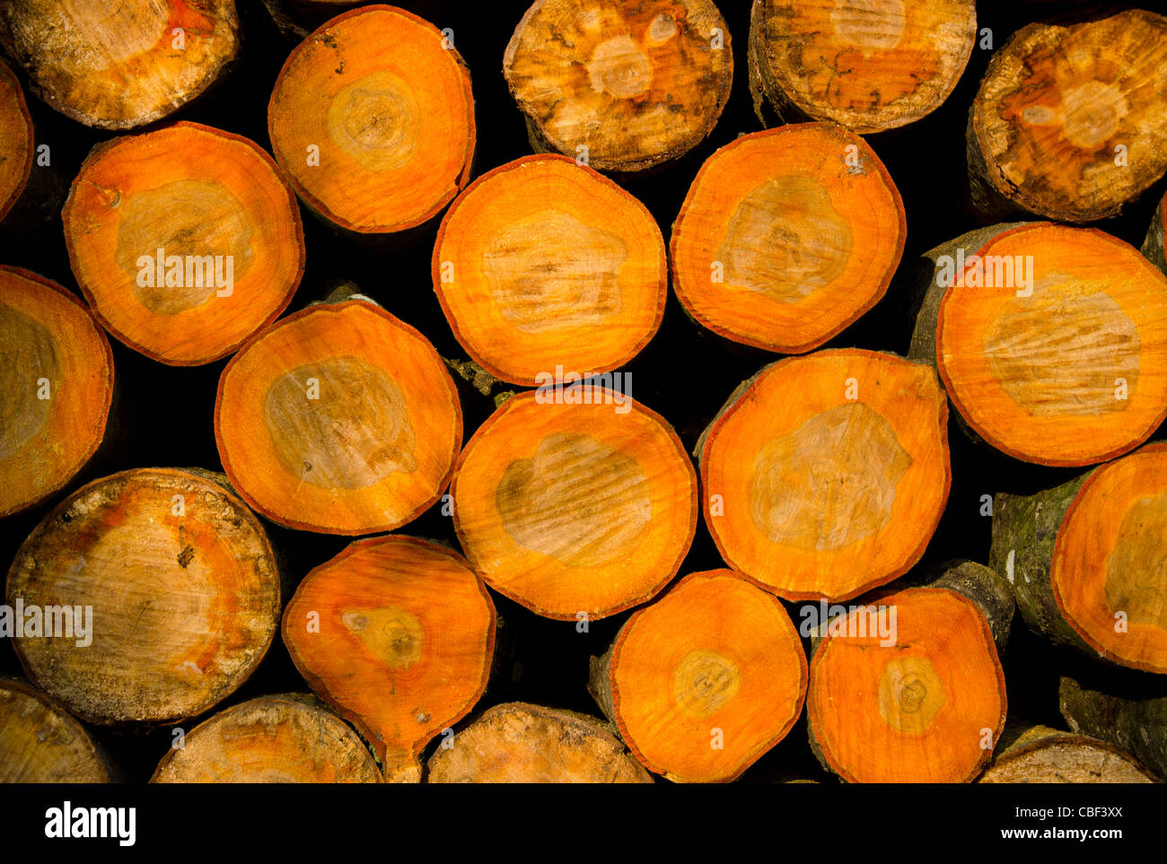 Cut tree logs in a pile. Background made of cross-sections of trees ...