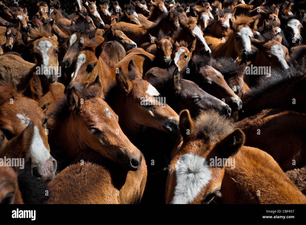 Wild horse foals rounded up in the crowded arena during the Rapa das ...