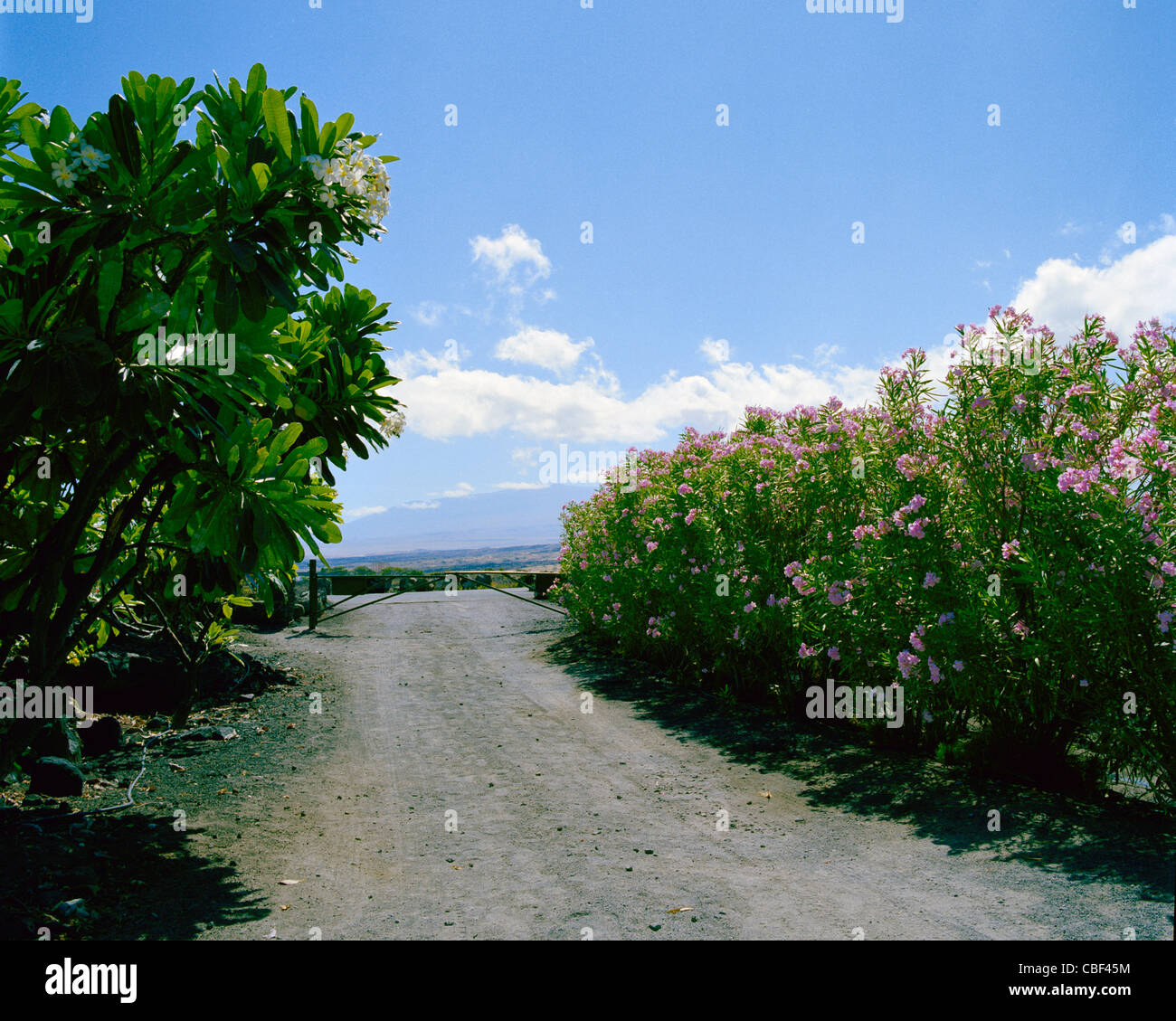 Nerium oleander hedge hi-res stock photography and images - Alamy