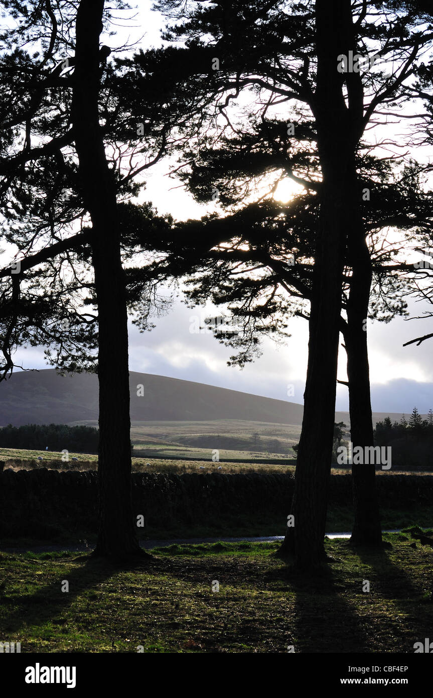Shadow trees hi-res stock photography and images - Alamy