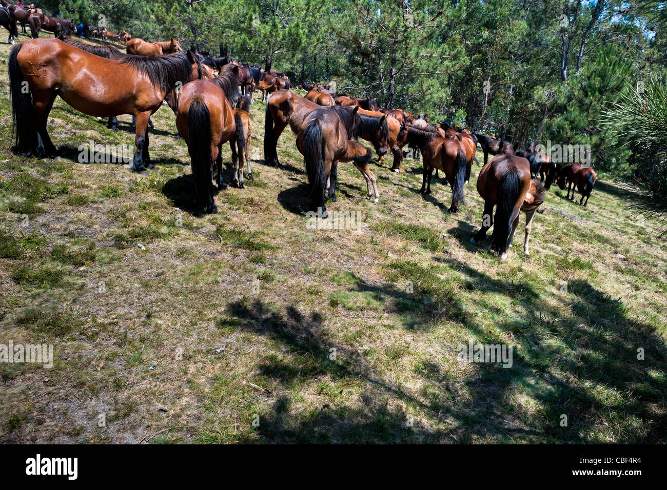 A herd of wild horses rounded up before the Rapa das Bestas (Shearing ...