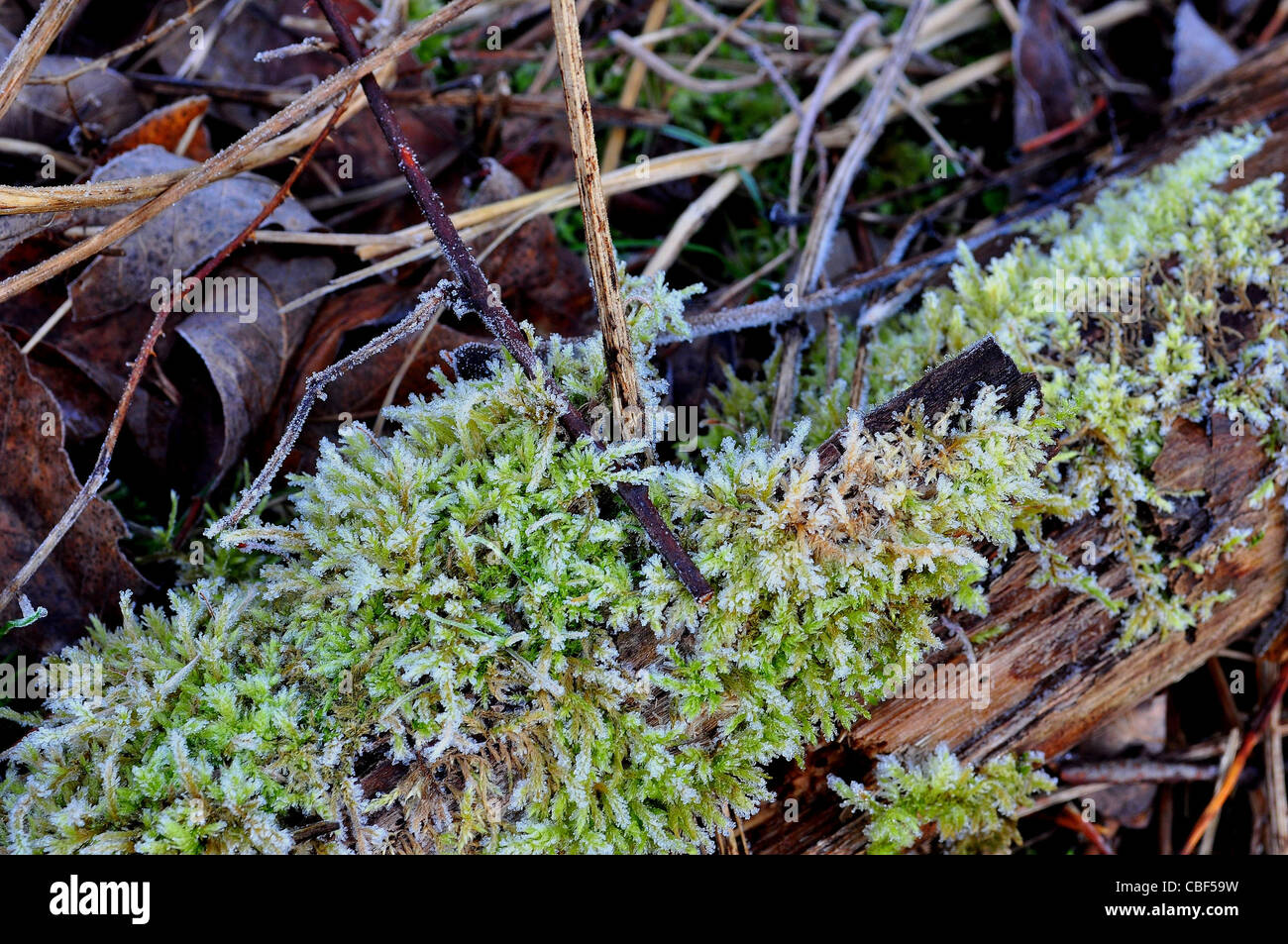 Frost covered moss hi-res stock photography and images - Alamy