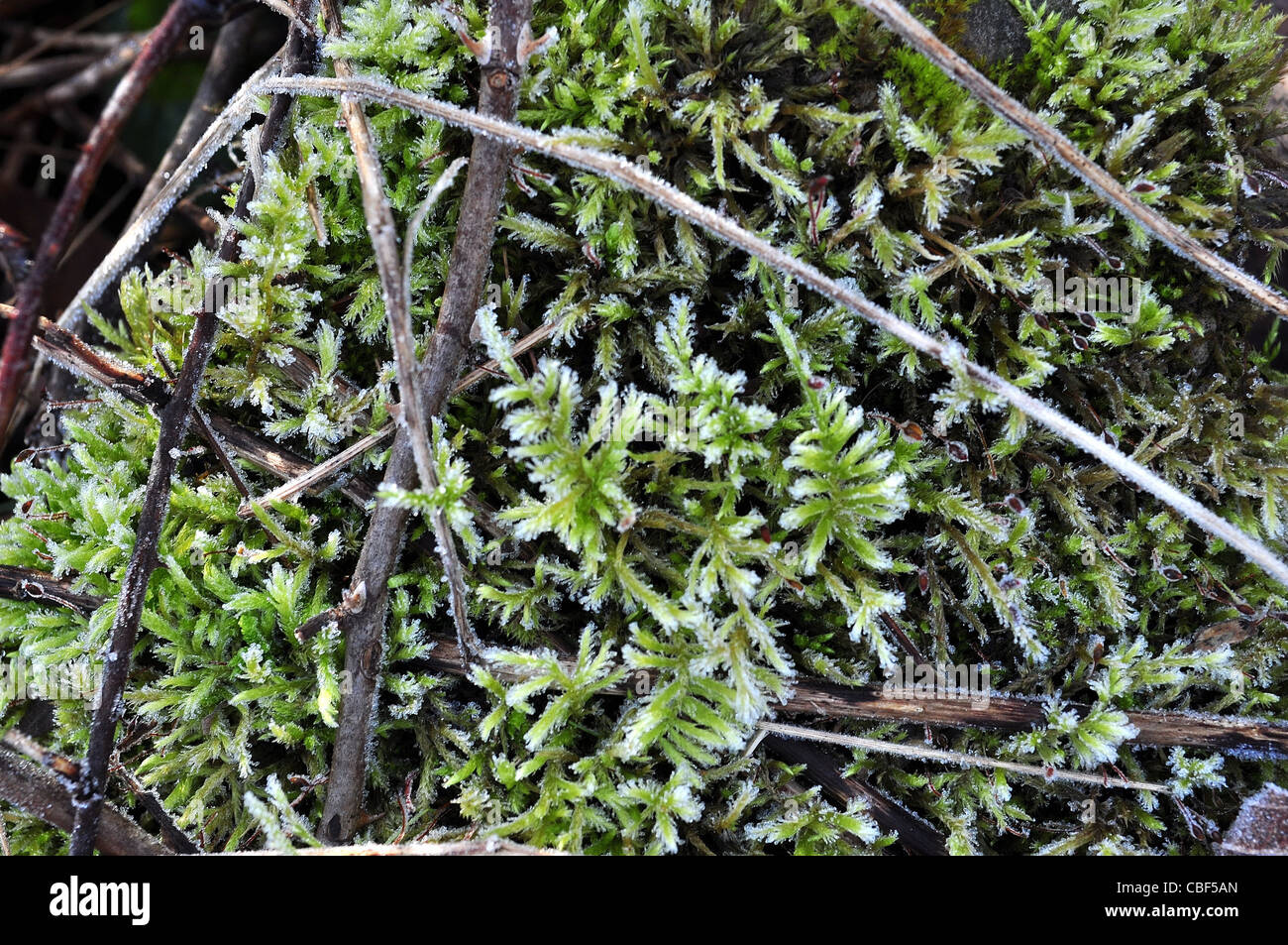 Frost covered moss hi-res stock photography and images - Alamy