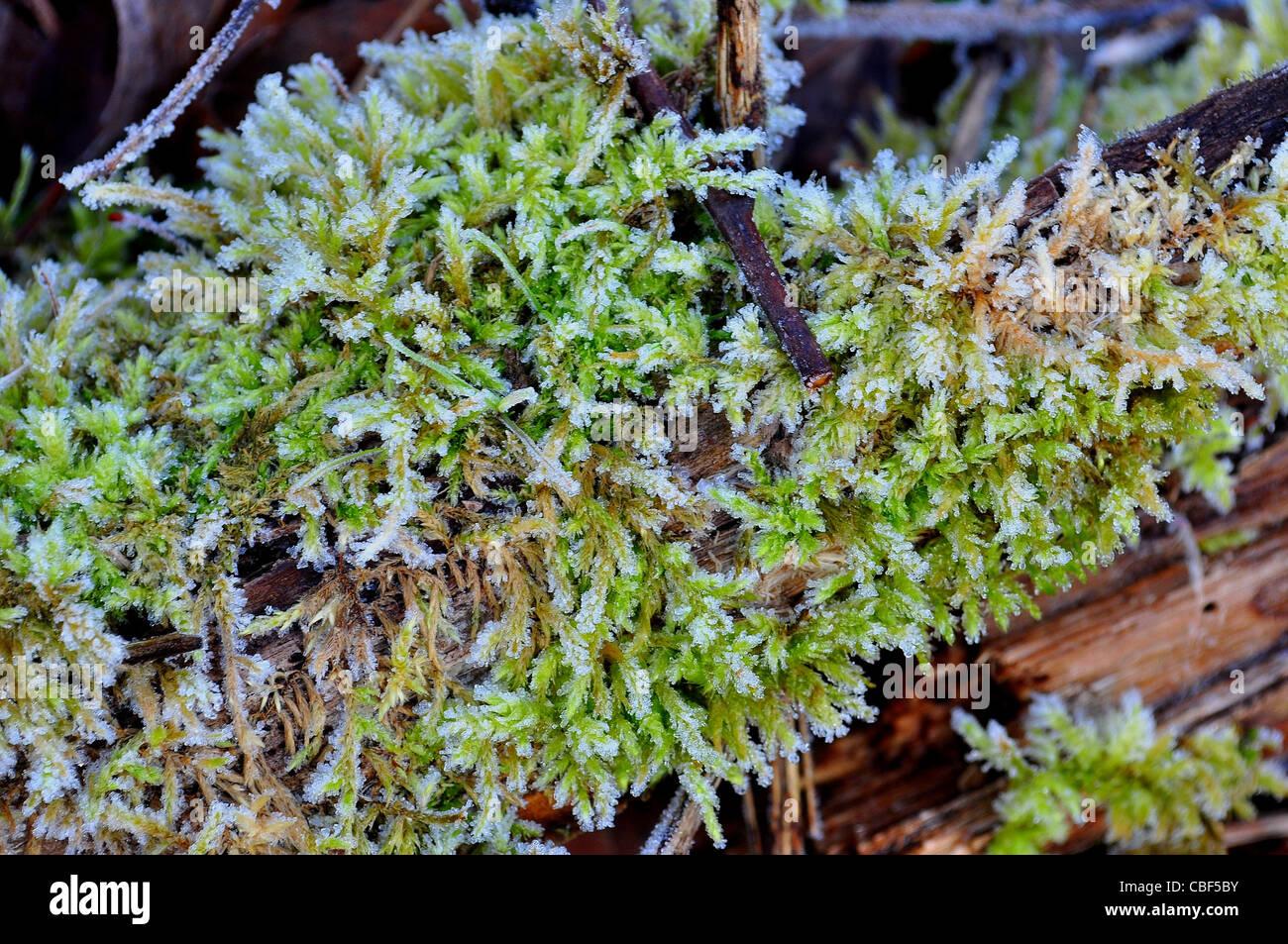 Frost covered moss hi-res stock photography and images - Alamy