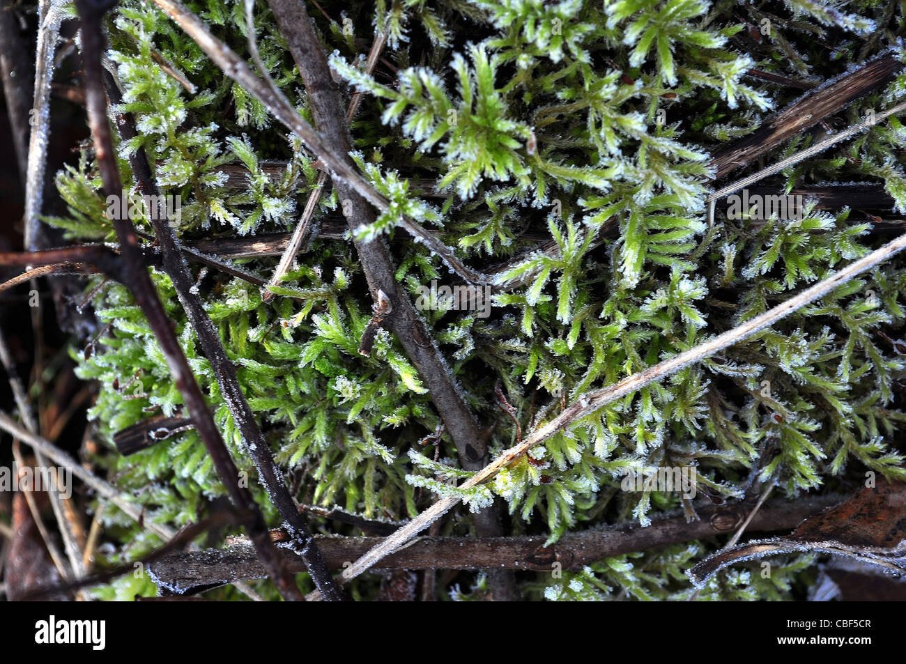 Frost Covered Moss Stock Photo - Alamy