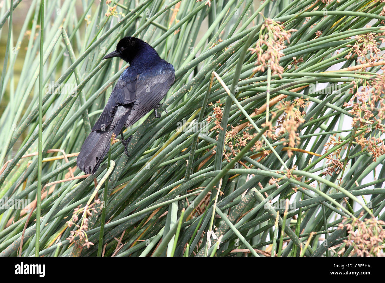 Florida common grackle hi-res stock photography and images - Alamy