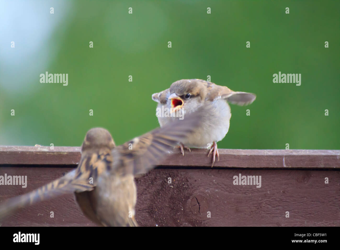 Fledgling sparrow hi-res stock photography and images - Alamy