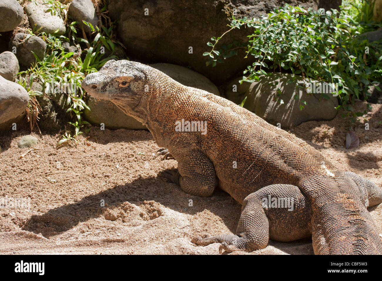 Komodo dragon monitor lizard hi-res stock photography and images - Alamy