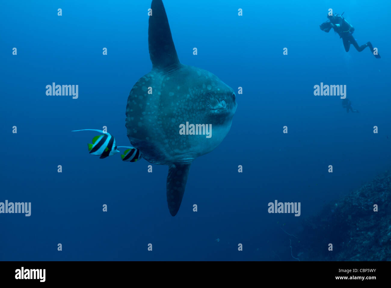 Blue sunfish hi-res stock photography and images - Alamy