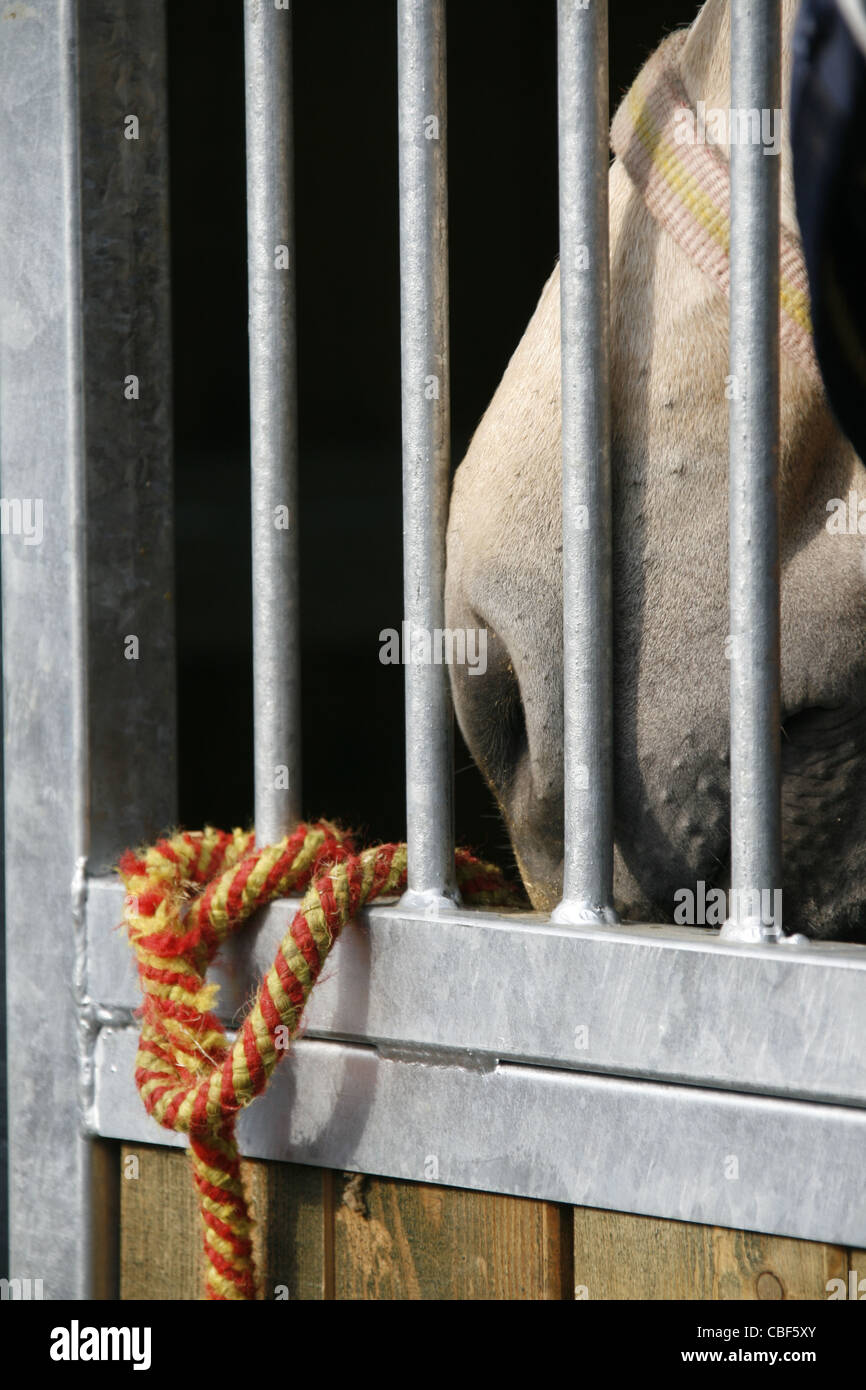 one horse in stable Stock Photo - Alamy