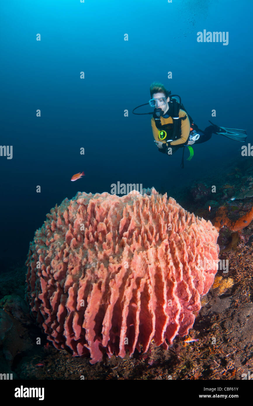 Female diver hovering over a lare barrel sponge, at Bali, Indonesia ...