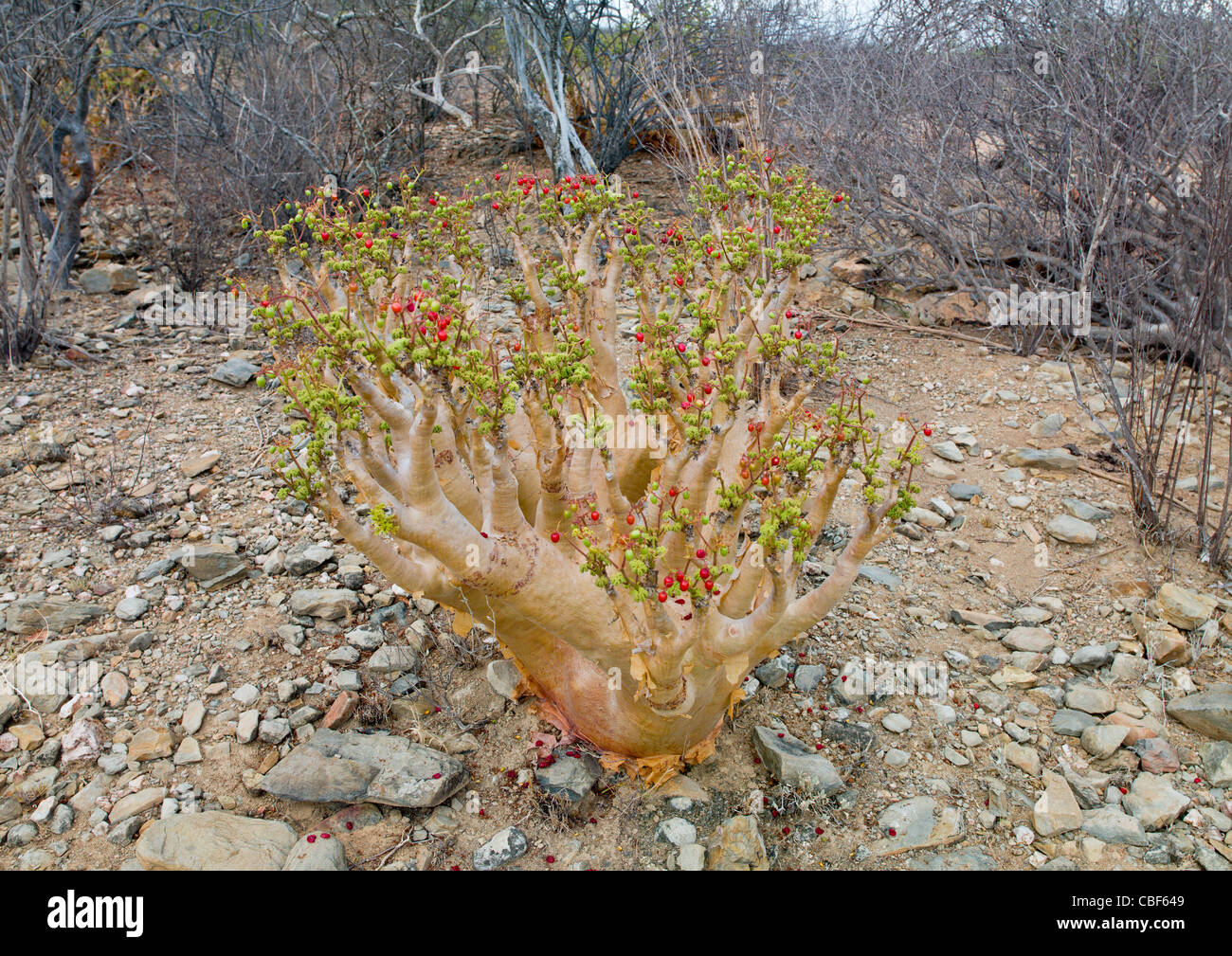 Baobab tree fruit hi-res stock photography and images - Alamy
