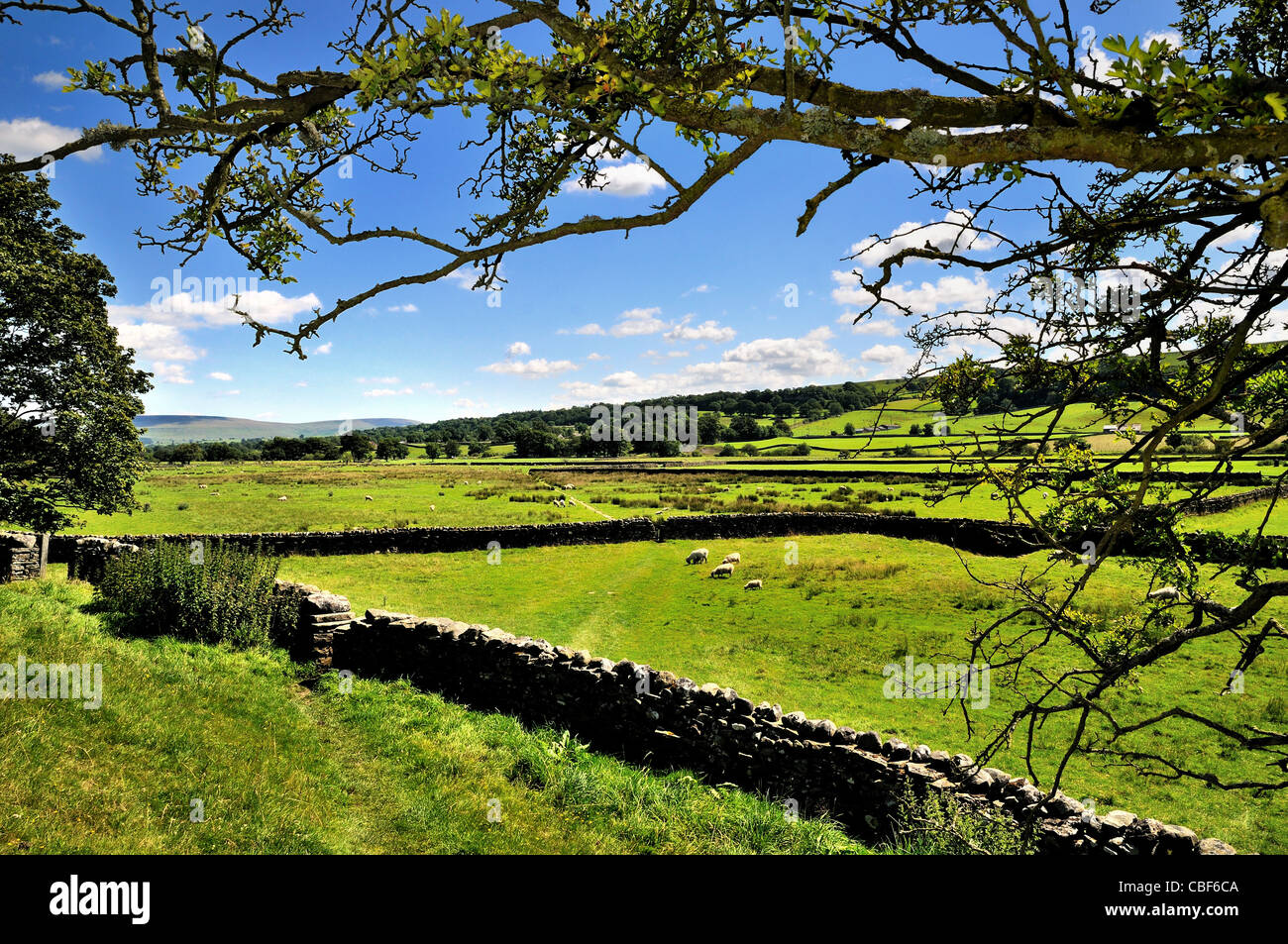 Summer landscape near Askrigg Wensleydale Yorkshire Stock Photo - Alamy